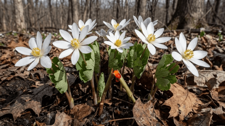 Deciduous Forest Plants Explained (Climate, Types, Examples) - Seed Sheets
