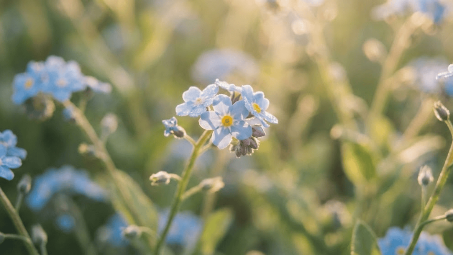 Forget Me Not Flower Meaning and Symbolism - Seed Sheets