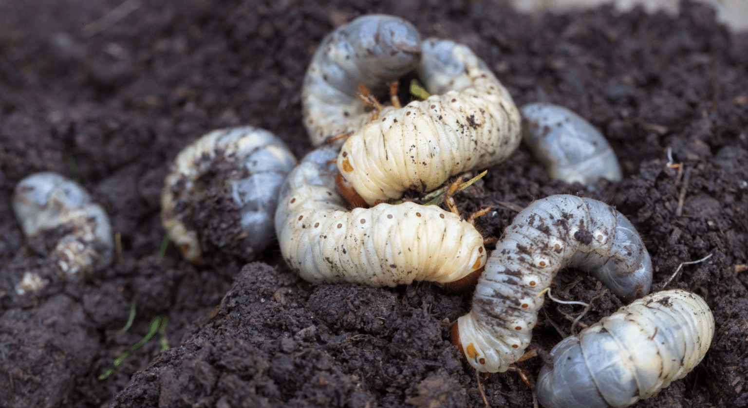 Soil Bugs Identification for Home Gardeners - Seed Sheets