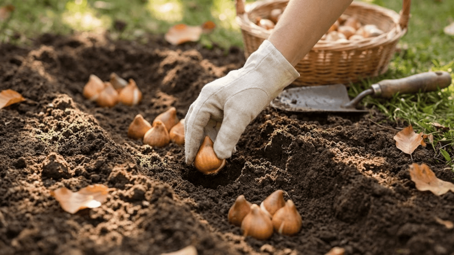 How Deep Should You Plant Tulip Bulbs? - Seed Sheets