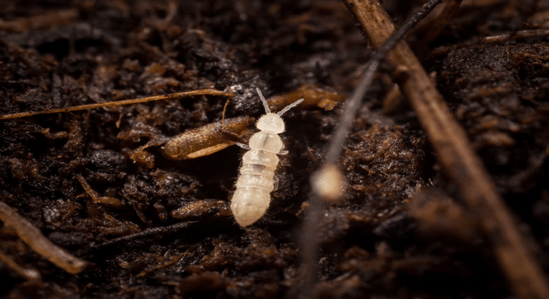 Soil Bugs Identification for Home Gardeners - Seed Sheets