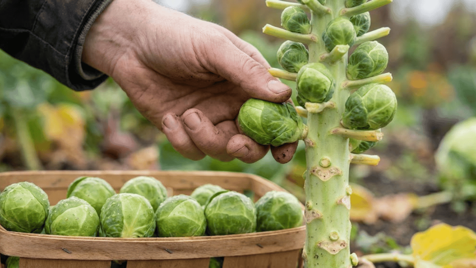 How Do Brussels Sprouts Grow: A Stage-by-Stage Guide - Seed Sheets