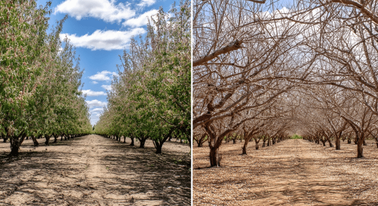 How Pistachios Grow and What Makes Them Unique - Seed Sheets