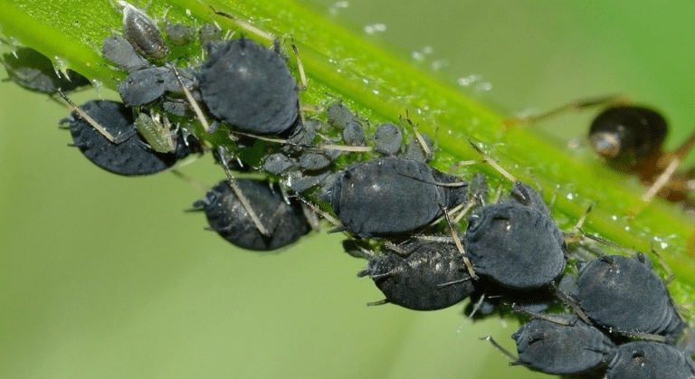 Common Types of Aphids and How to Spot Them - Seed Sheets