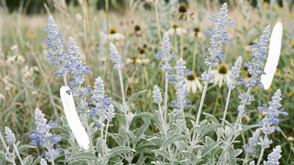 35 Different Types of Sage Plants: Names, Uses & Care - Seed Sheets
