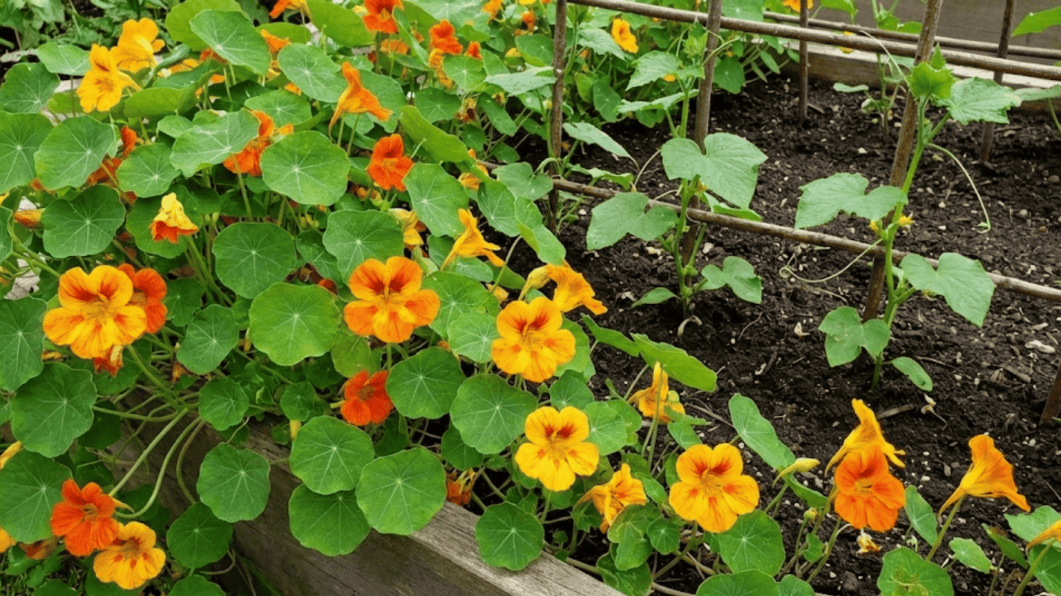 21 Companion Planting for Cucumbers You Should Try - Seed Sheets