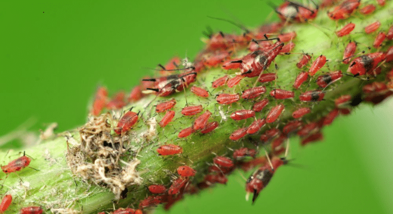 Common Types of Aphids and How to Spot Them - Seed Sheets