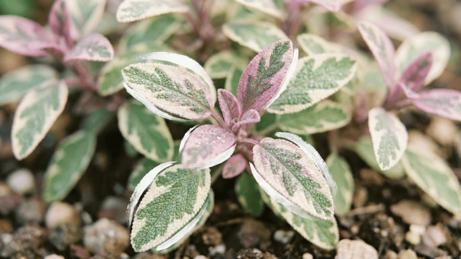 35 Different Types of Sage Plants: Names, Uses & Care - Seed Sheets