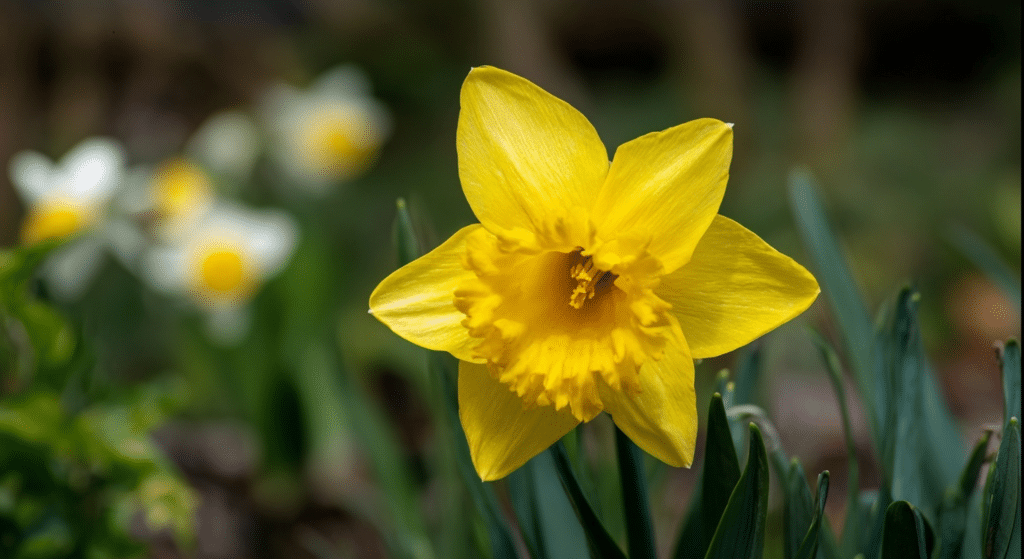 Narcissus vs. Daffodil: Simple Flower Guide - Seed Sheets