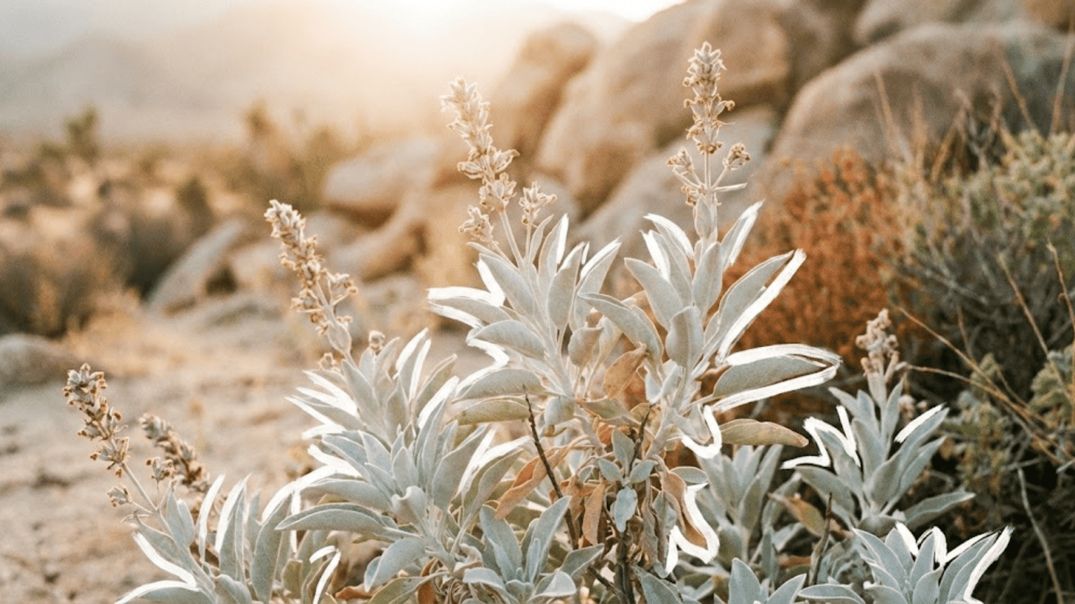 35 Different Types of Sage Plants: Names, Uses & Care - Seed Sheets